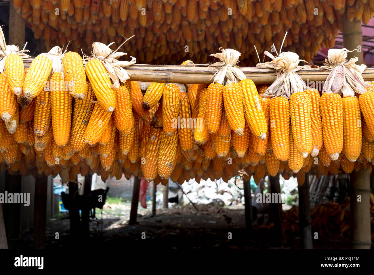 The corn harvested by the farmers is hung up in Vietnam Stock Photo - Alamy