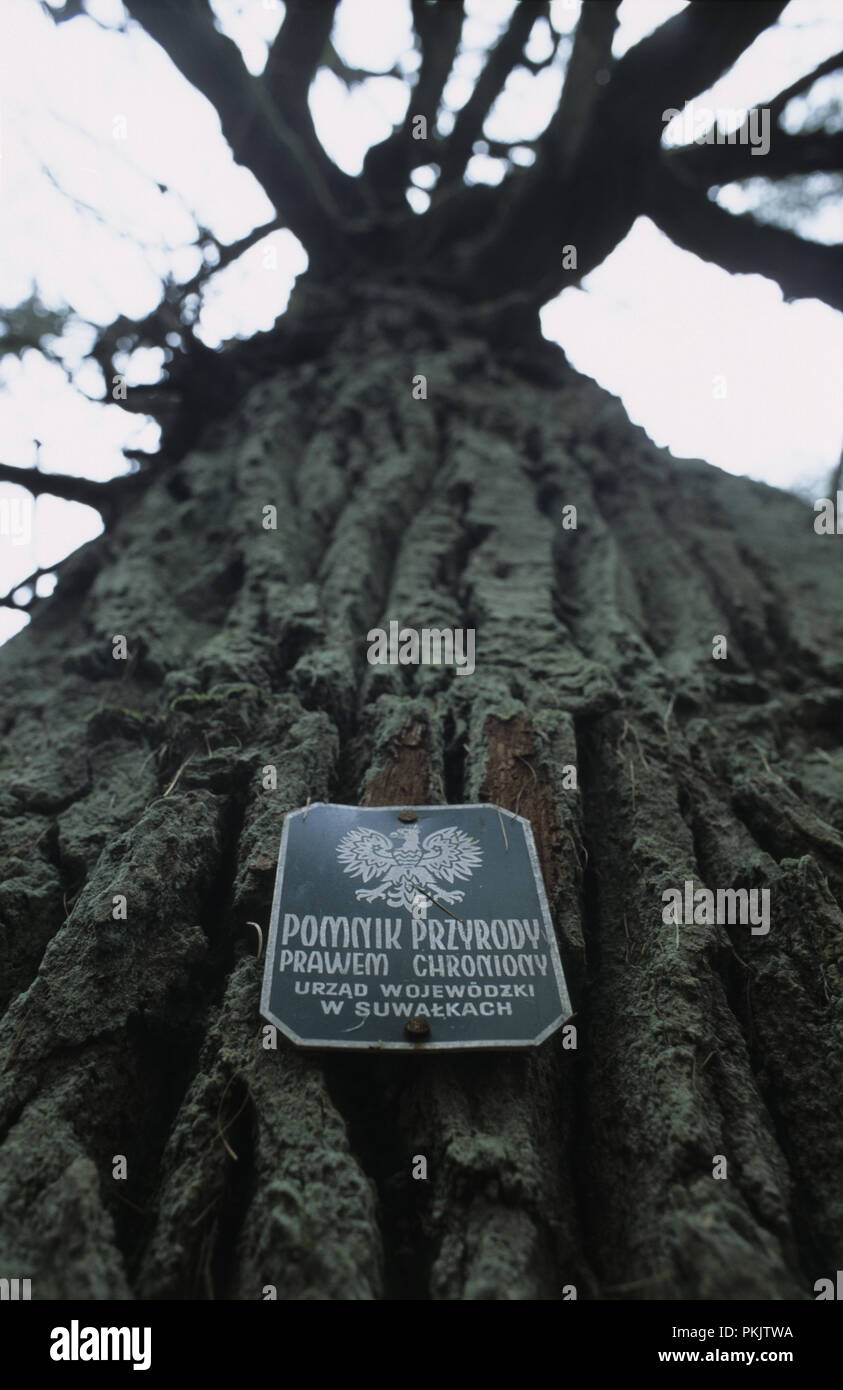 Protected oak tree with plaque stating conservation protection status ...