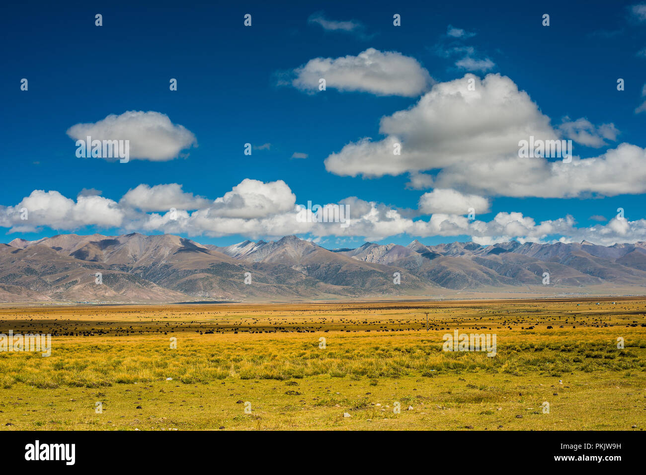 Tibet Lhasa damxung county grassland scenery Stock Photo - Alamy