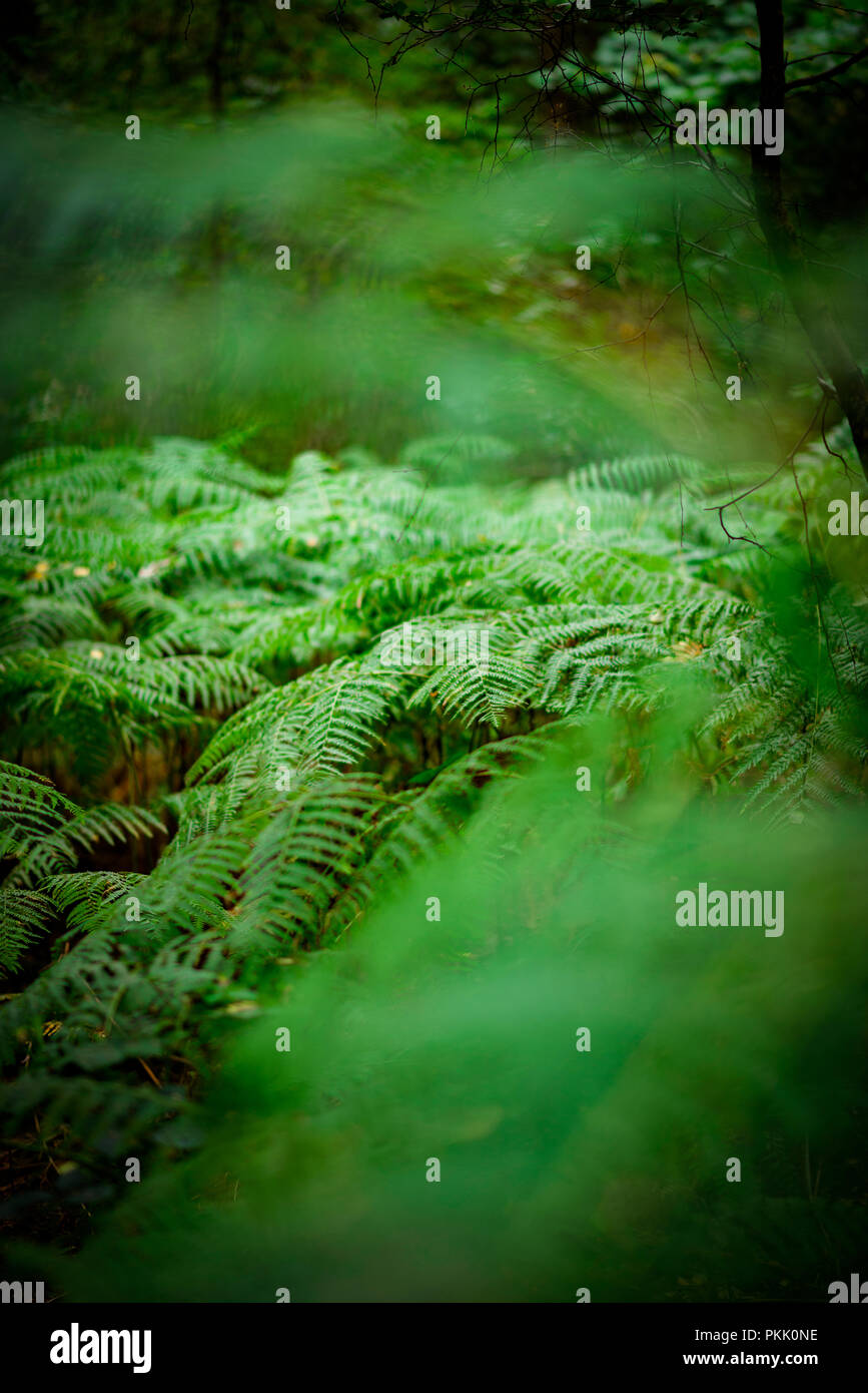 Warm damp habitat hi-res stock photography and images - Alamy