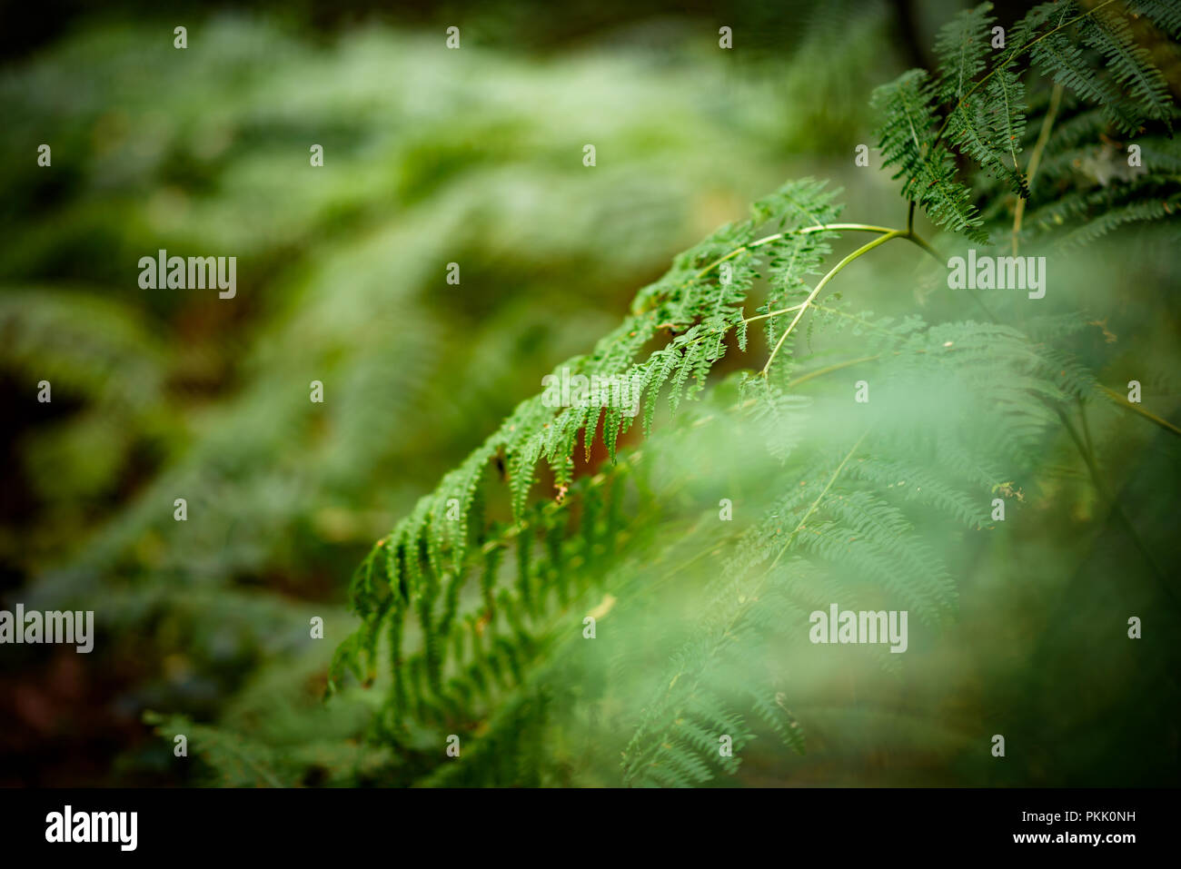 Warm damp habitat hi-res stock photography and images - Alamy