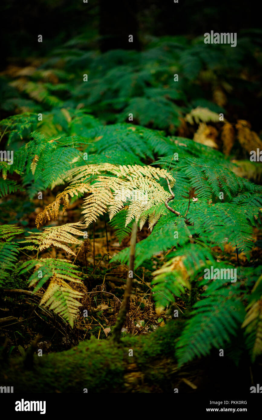 Ferns covering the ground beside a fallen tree, Natural Woodland Stock ...