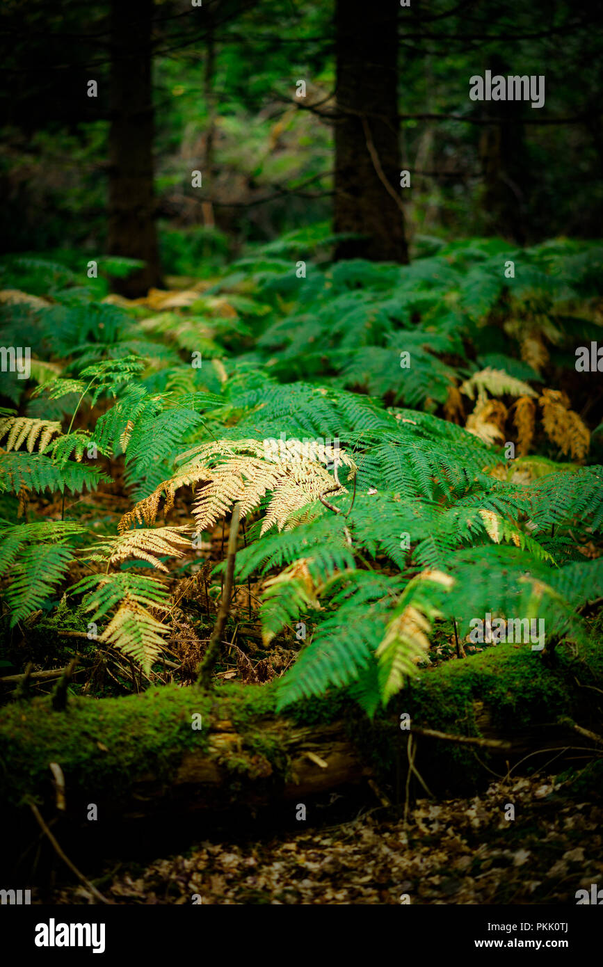 Ferns in Natural Woodland Environment Stock Photo - Alamy