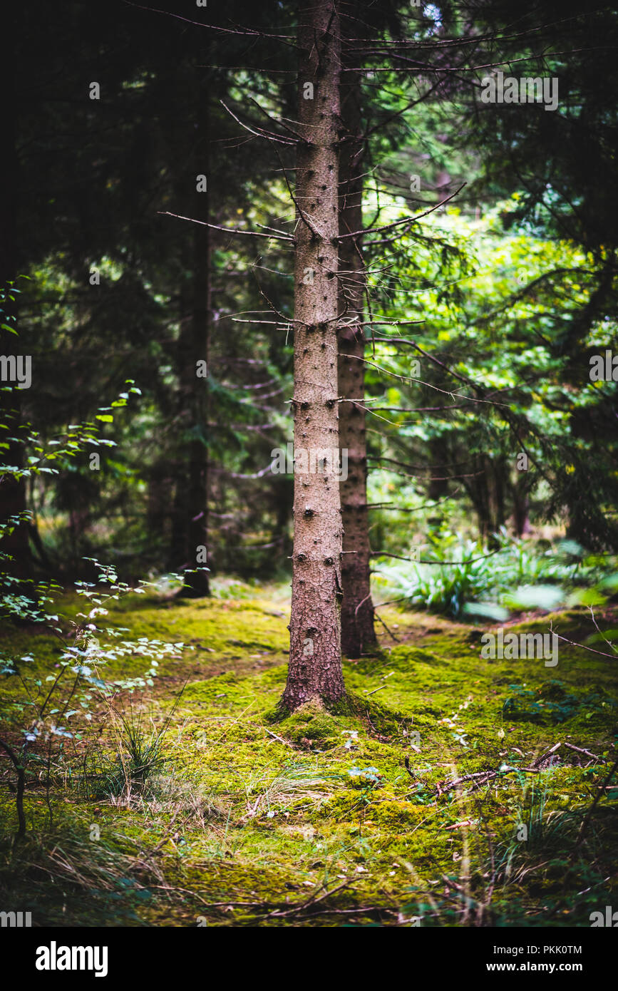Natural Woodland Environment, UK Stock Photo - Alamy