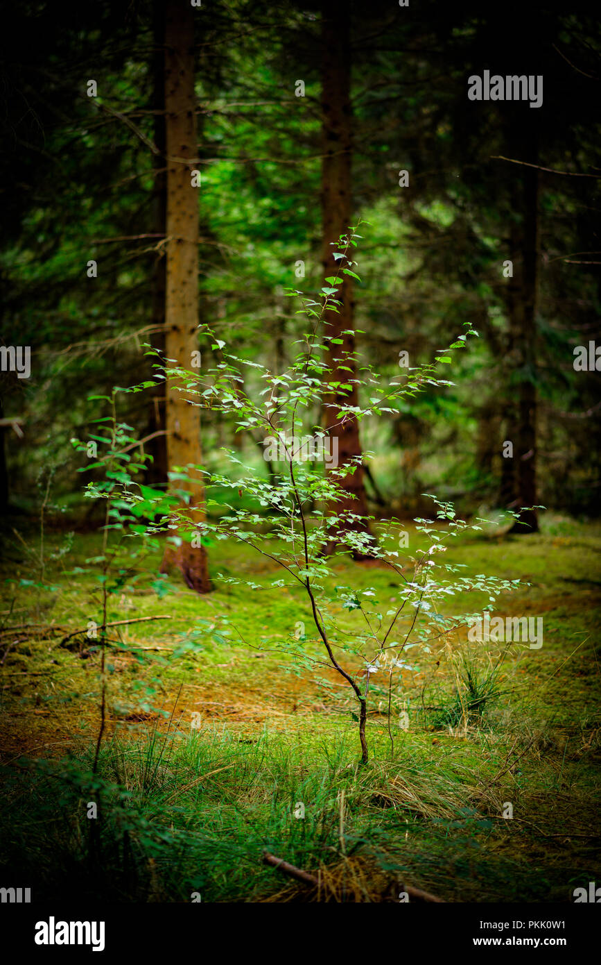 Natural Woodland Environment, UK Stock Photo - Alamy