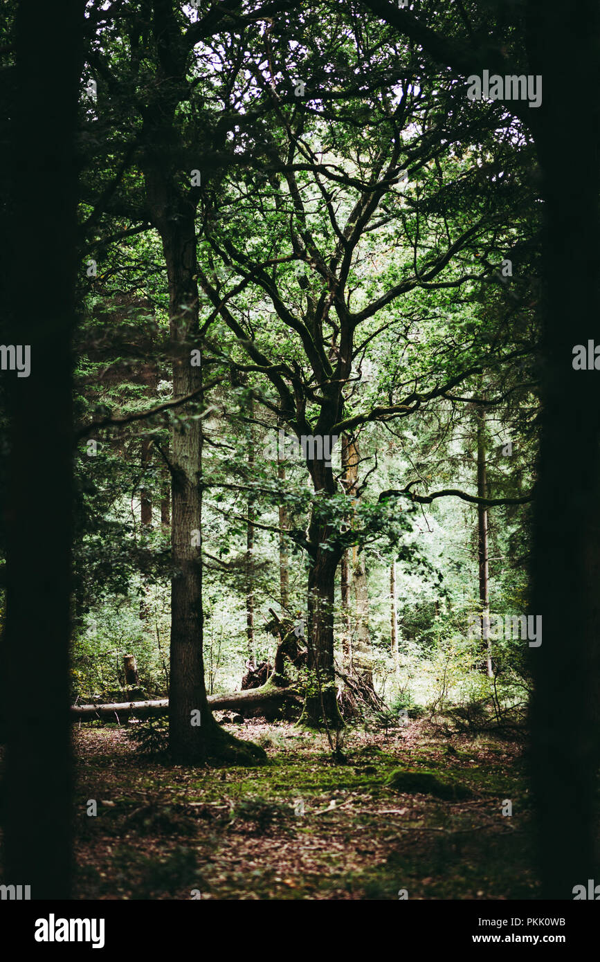 Natural Woodland Environment, UK Stock Photo - Alamy