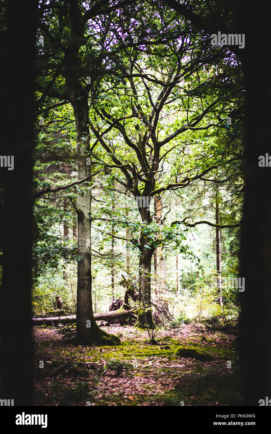 Natural Woodland Environment, UK Stock Photo - Alamy