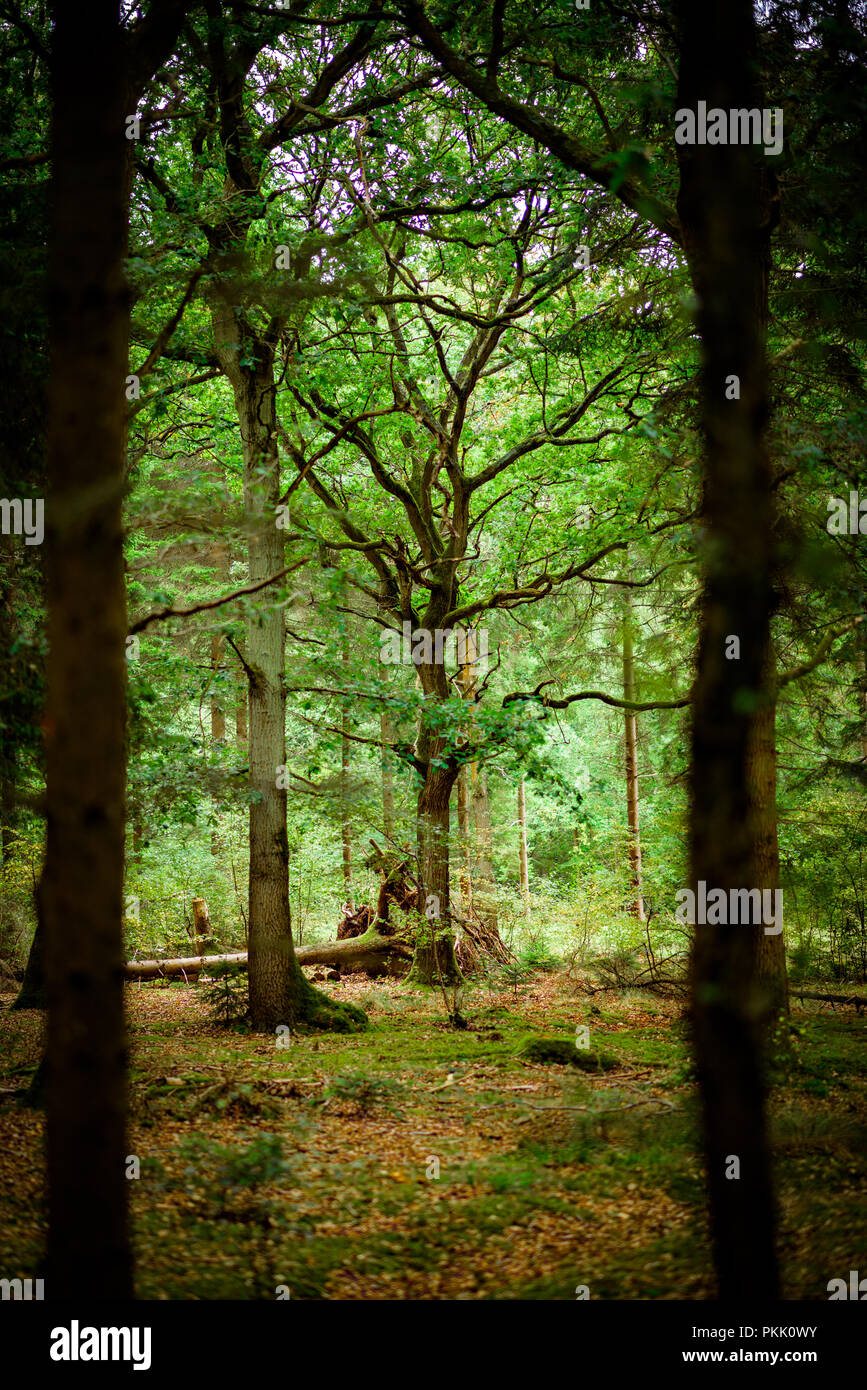 Natural Woodland Environment, UK Stock Photo - Alamy