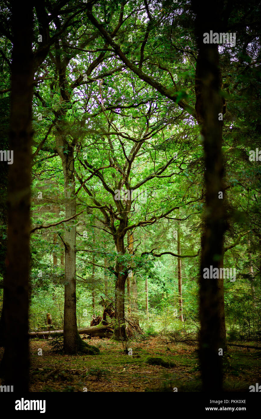 Natural Woodland Environment, UK Stock Photo - Alamy