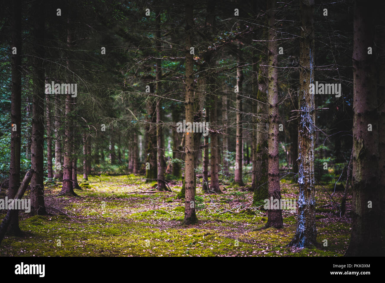 Natural Woodland Environment, UK Stock Photo - Alamy