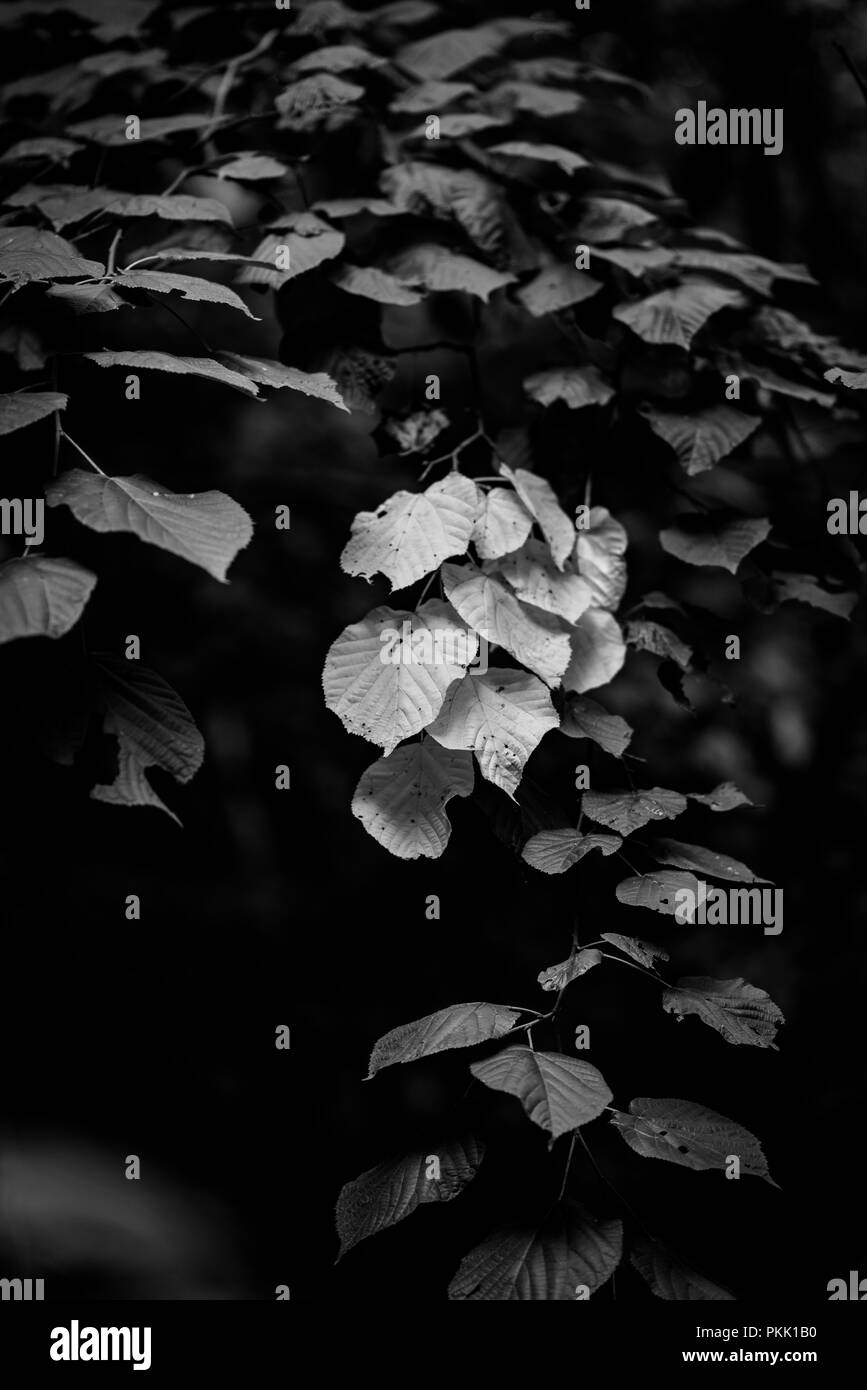 Wild green fern leaves Black and White Stock Photos & Images - Alamy