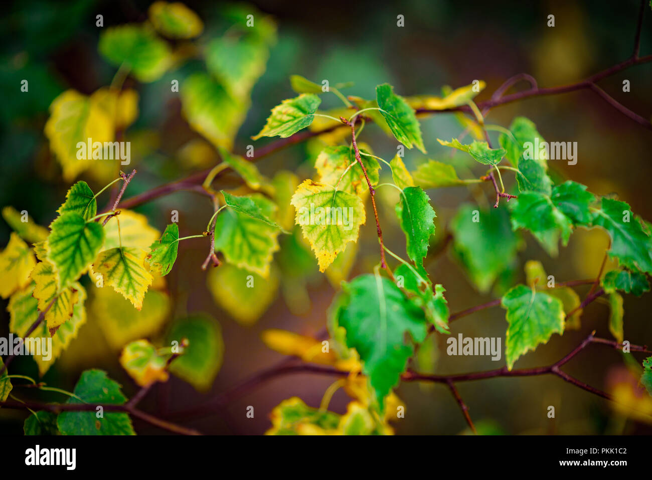 Autumn Leaves, Natural Woodland Stock Photo - Alamy