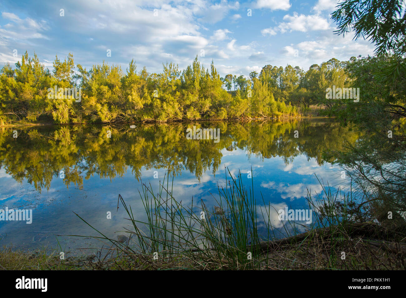 Australian landscape with forest and blue sky daubed with clouds ...