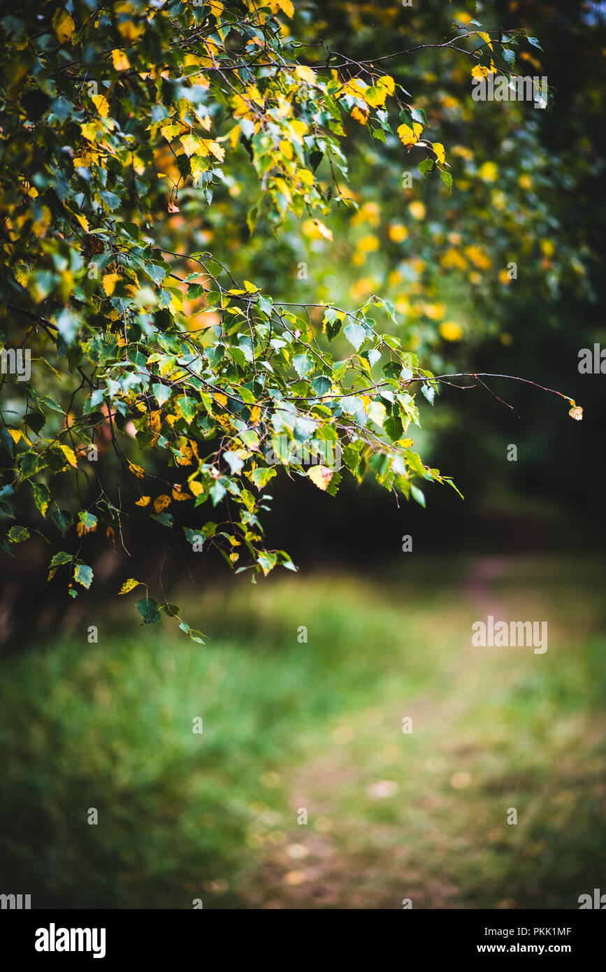 Tree lined woodland path, Natural Woodland Stock Photo - Alamy