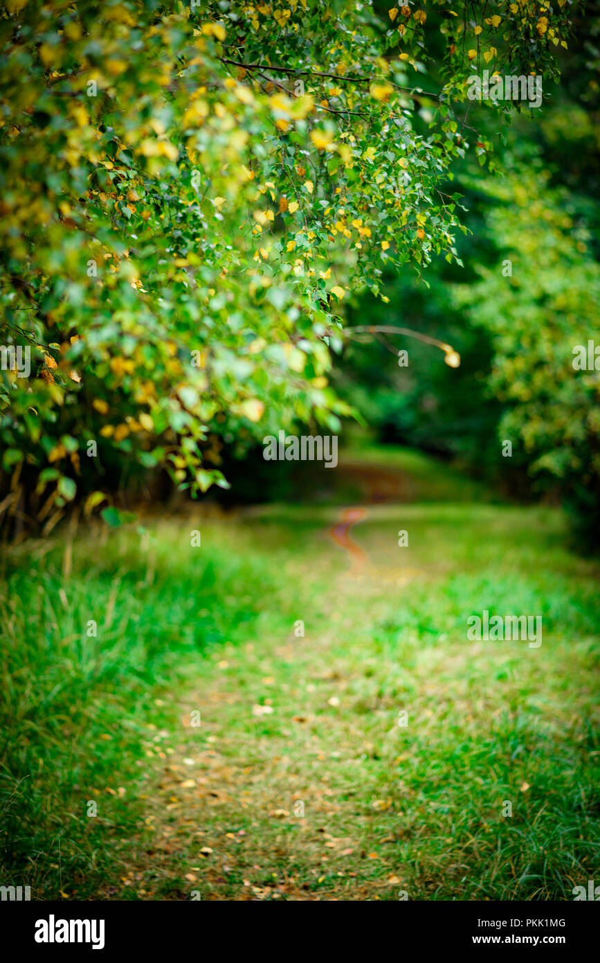 Tree lined woodland path, Natural Woodland Stock Photo - Alamy