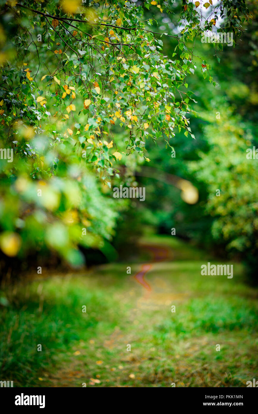 Tree lined woodland path, Natural Woodland Stock Photo - Alamy