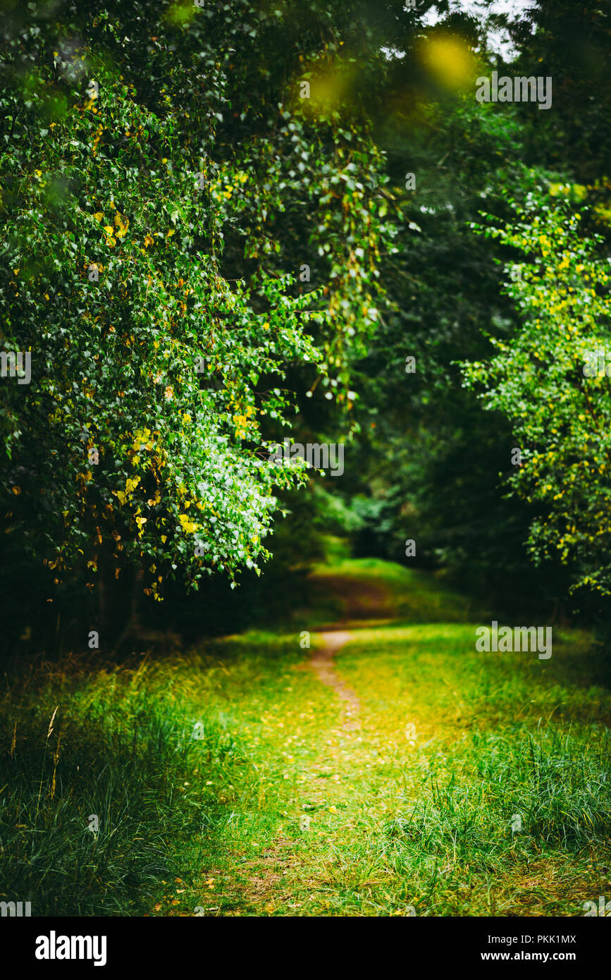 Tree lined woodland path, Natural Woodland Stock Photo - Alamy