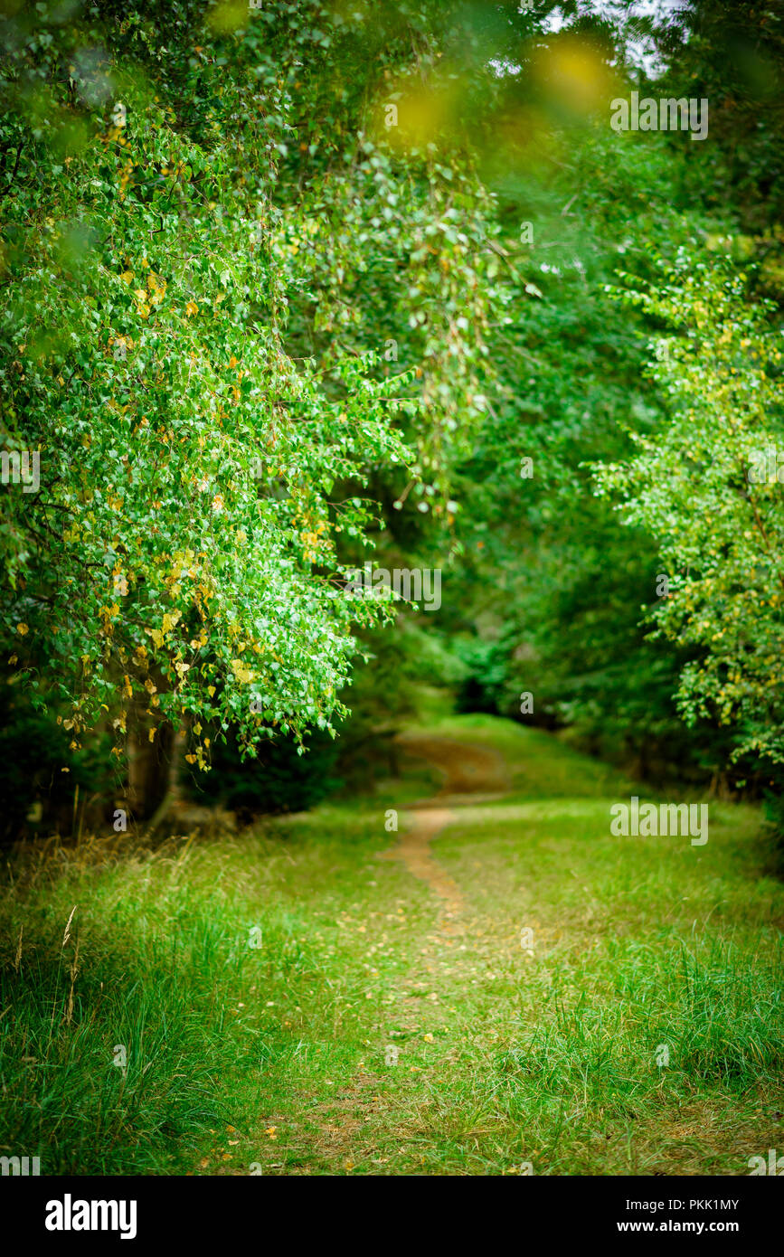 Tree lined woodland path, Natural Woodland Stock Photo - Alamy