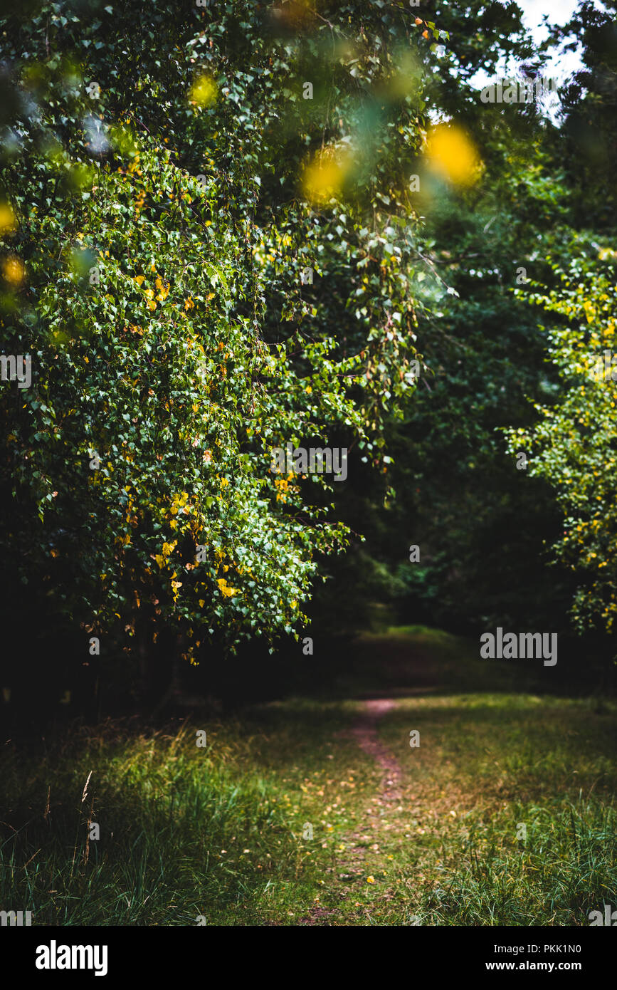 Tree lined woodland path, Natural Woodland Stock Photo - Alamy