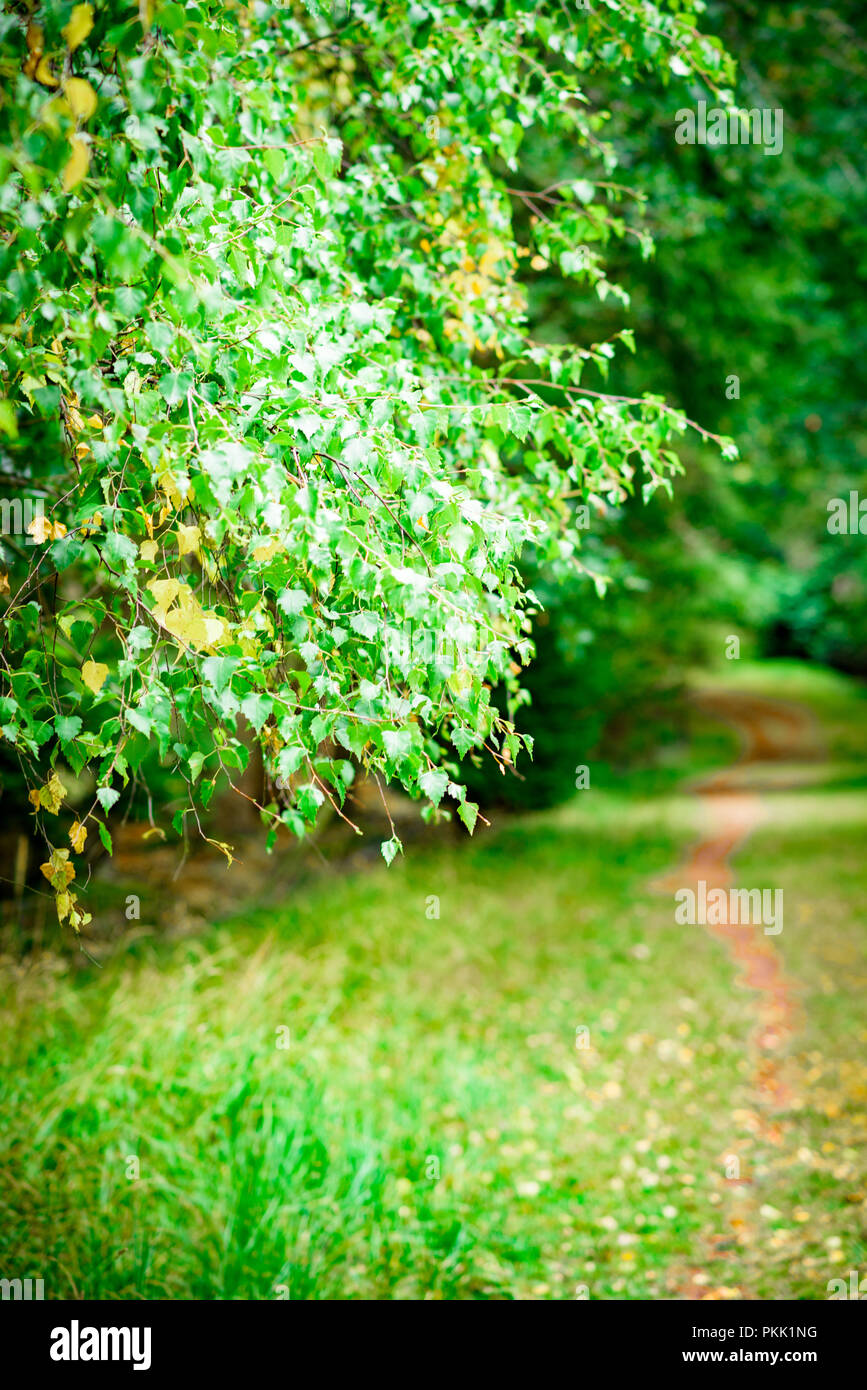 Tree lined woodland path, Natural Woodland Stock Photo - Alamy