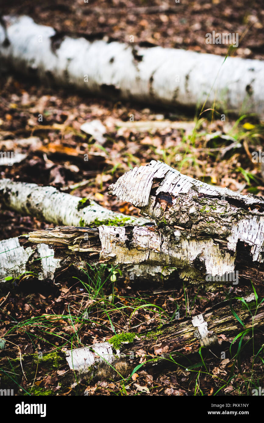 Fungus growing on silver birch hi-res stock photography and images - Alamy