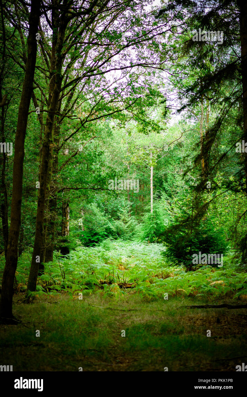 Natural Woodland clearing with Ferns growing Stock Photo - Alamy