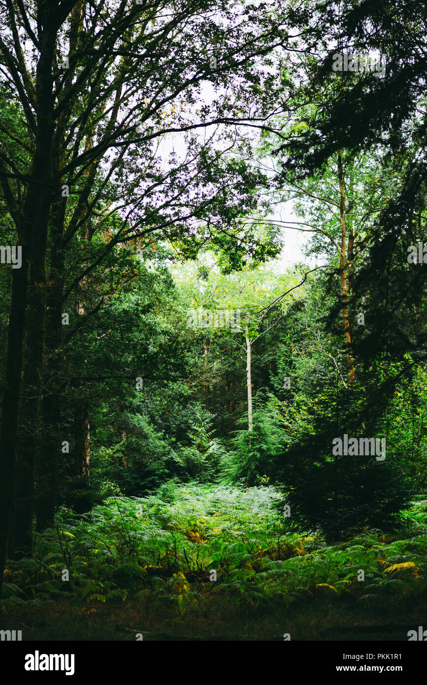 Natural Woodland clearing with Ferns growing Stock Photo - Alamy