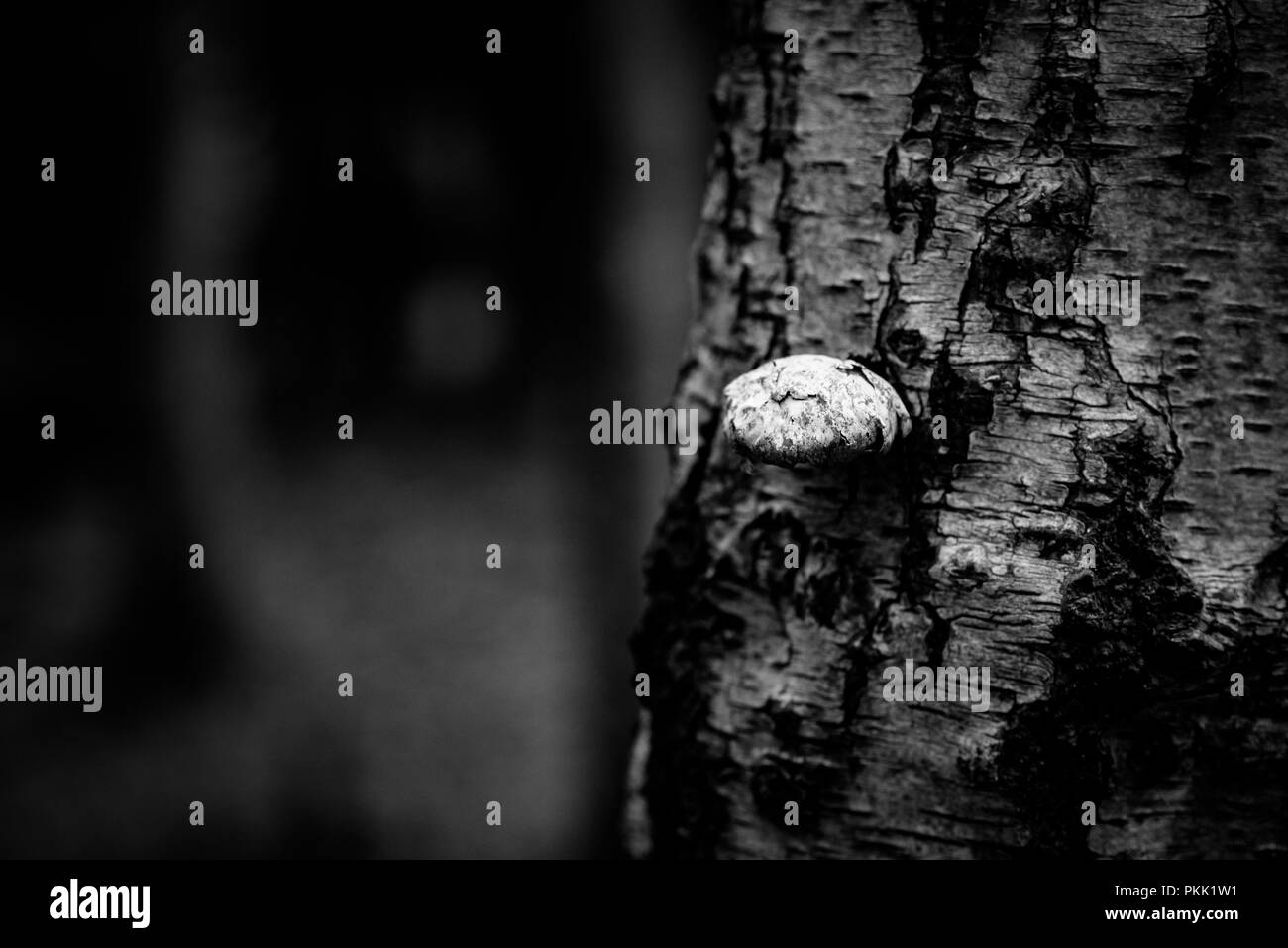 Fungus trunk Black and White Stock Photos & Images - Alamy