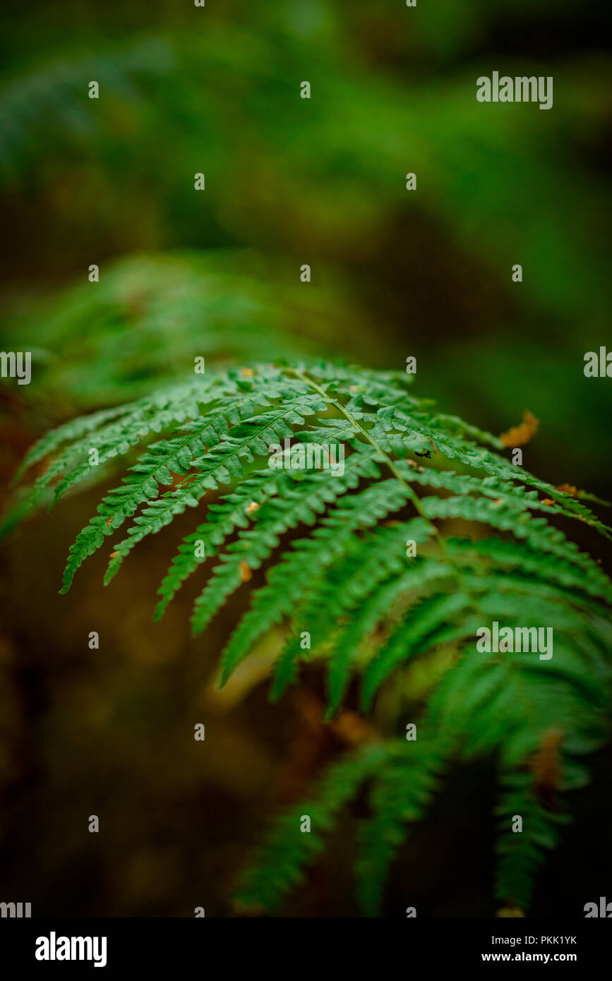 Fern close up, Natural Woodland Stock Photo - Alamy