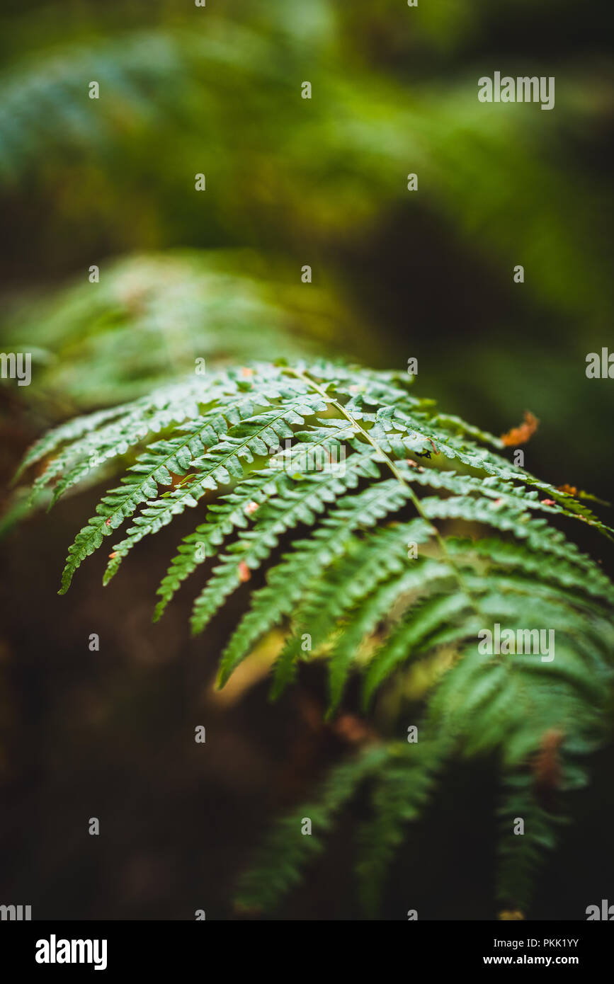 Fern close up, Natural Woodland Stock Photo - Alamy