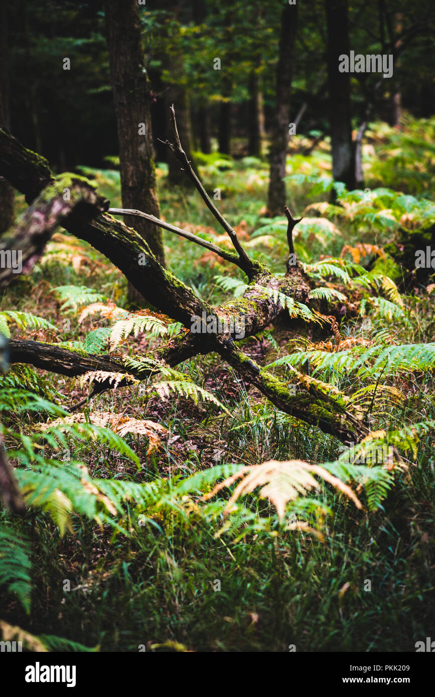 Ferns growing around a fallen tree, Natural Woodland Stock Photo - Alamy