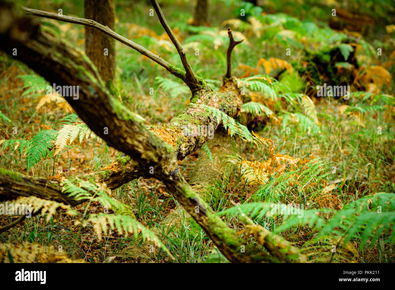 Ferns growing around a fallen tree, Natural Woodland Stock Photo - Alamy