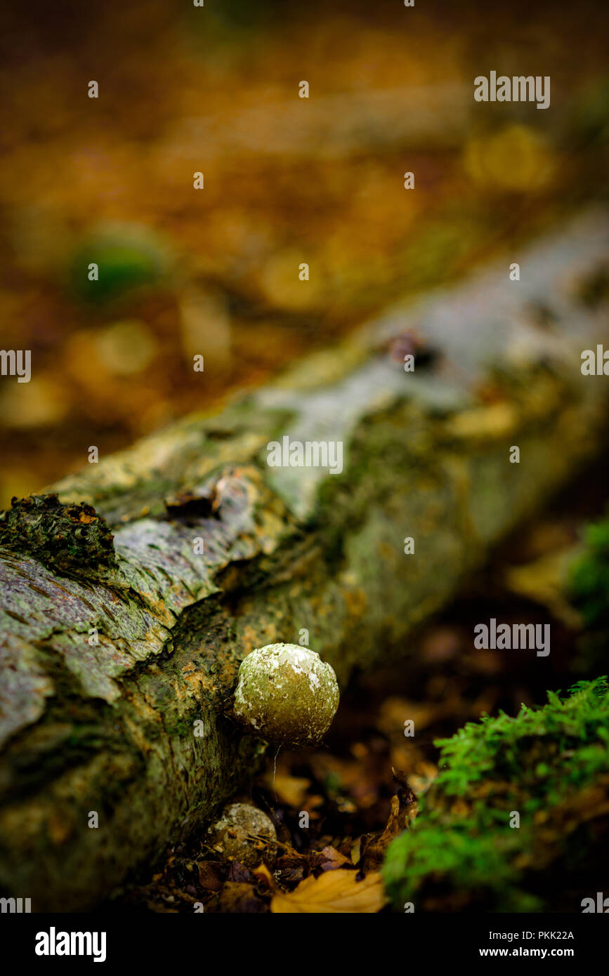 Fungus growing on a fallen tree, Natural Woodland Stock Photo - Alamy