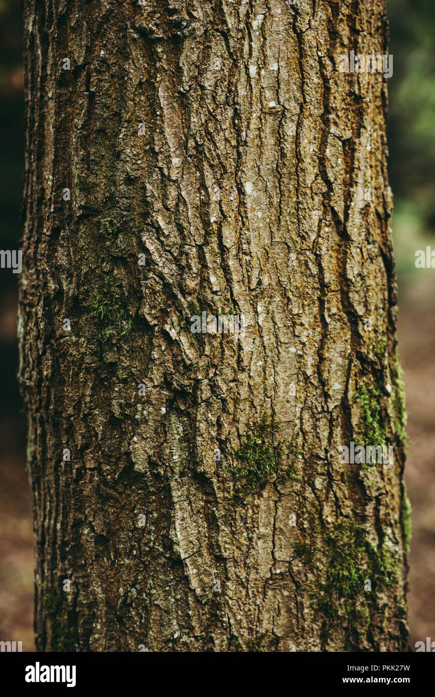 Tree trunk background, Natural Woodland Stock Photo - Alamy