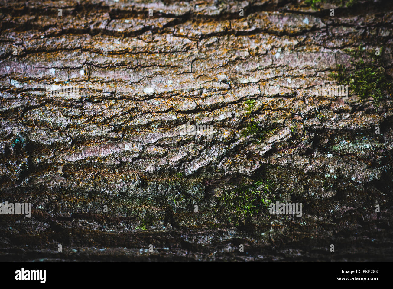 Tree trunk background, Natural Woodland Stock Photo - Alamy