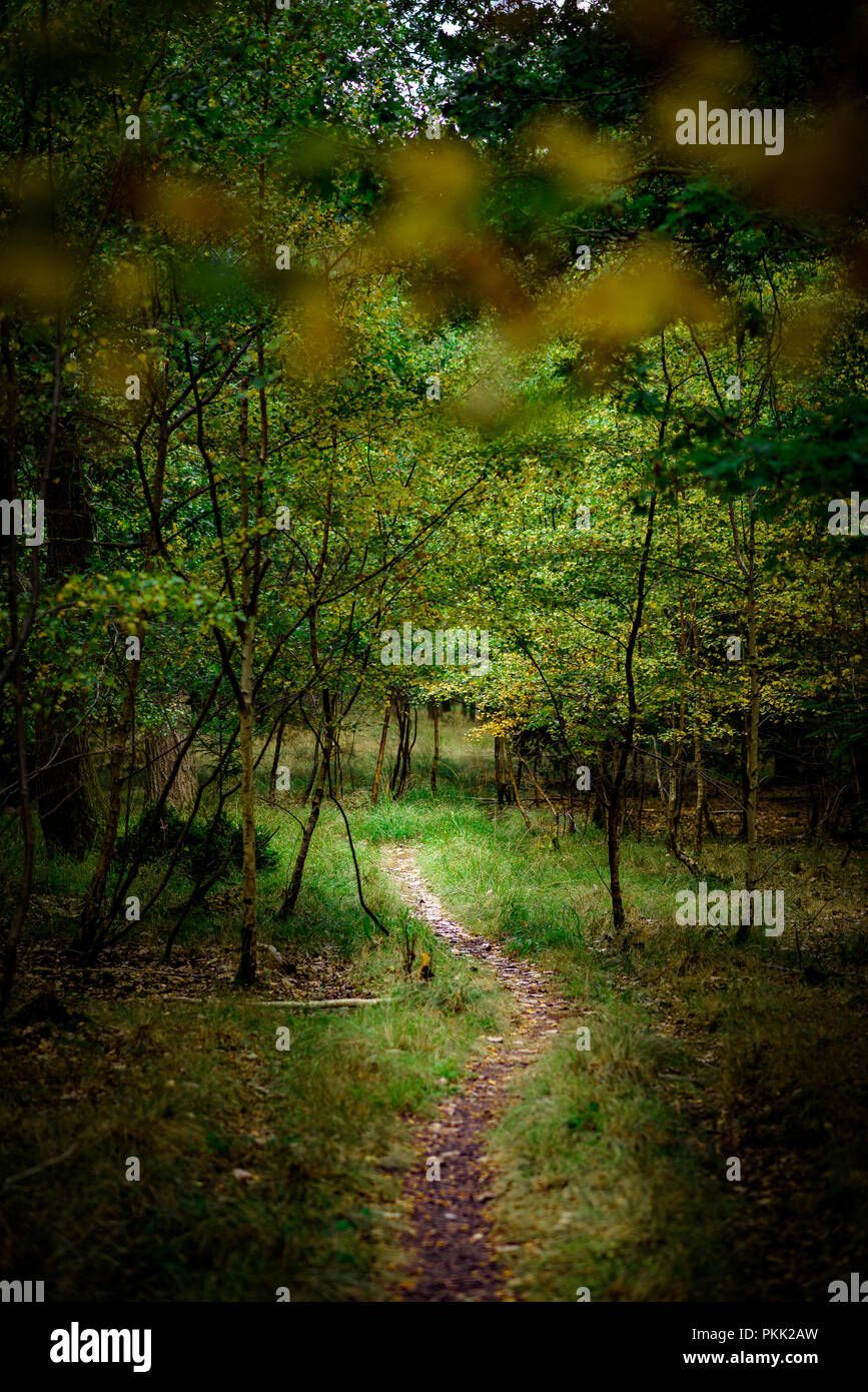 Natural Woodland Hiking Trail Stock Photo - Alamy
