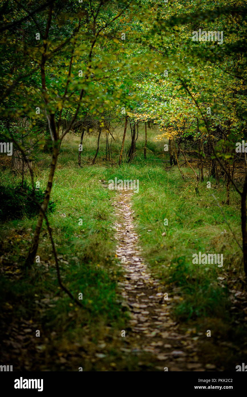 Natural Woodland Hiking Trail Stock Photo - Alamy