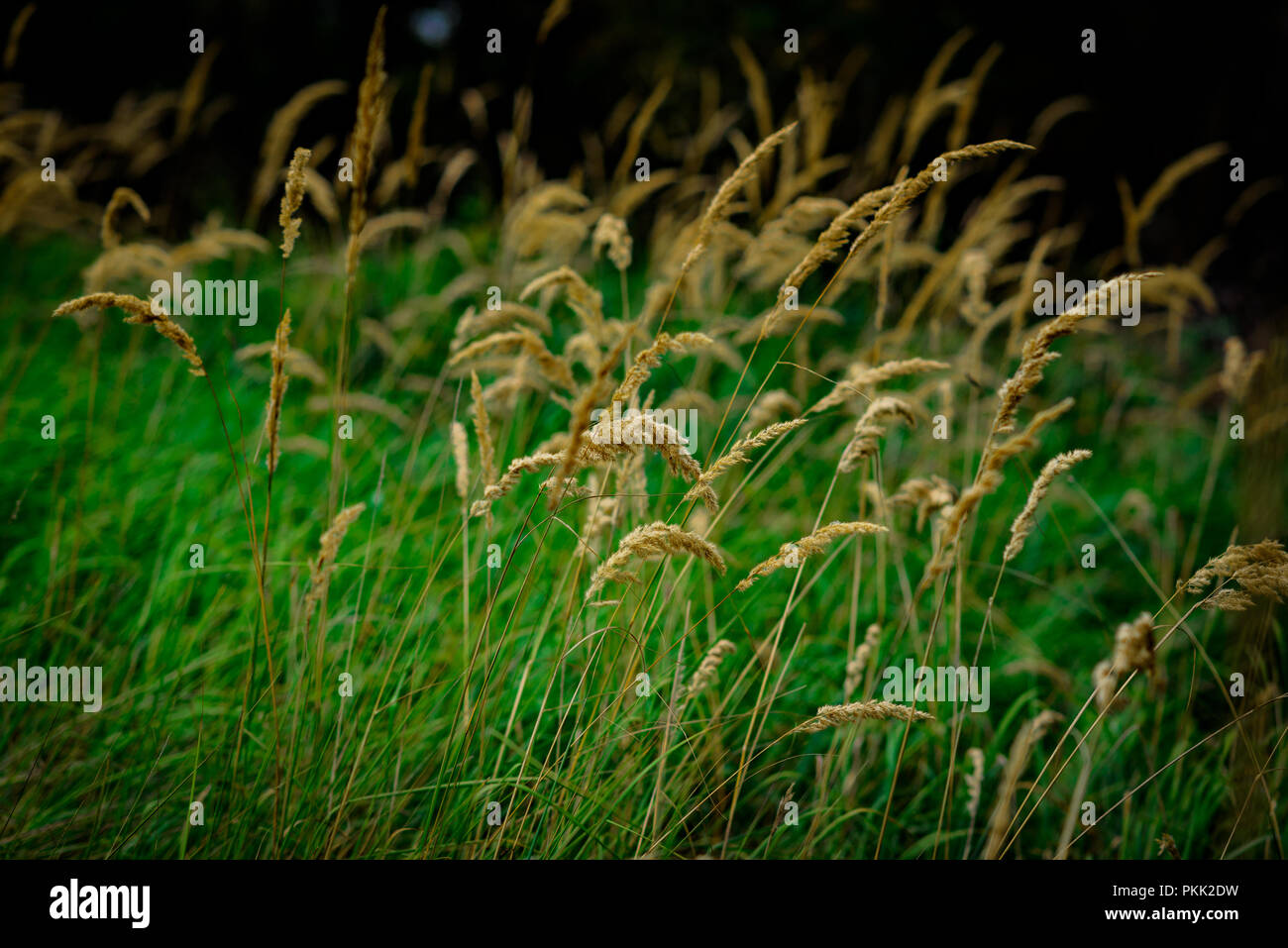 Wild grass around a Natural Woodland environment Stock Photo - Alamy