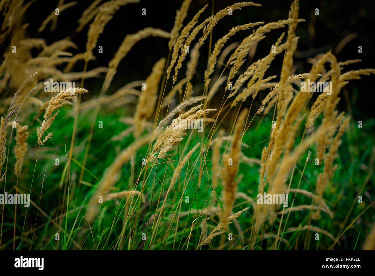 Wild grass around a Natural Woodland environment Stock Photo - Alamy