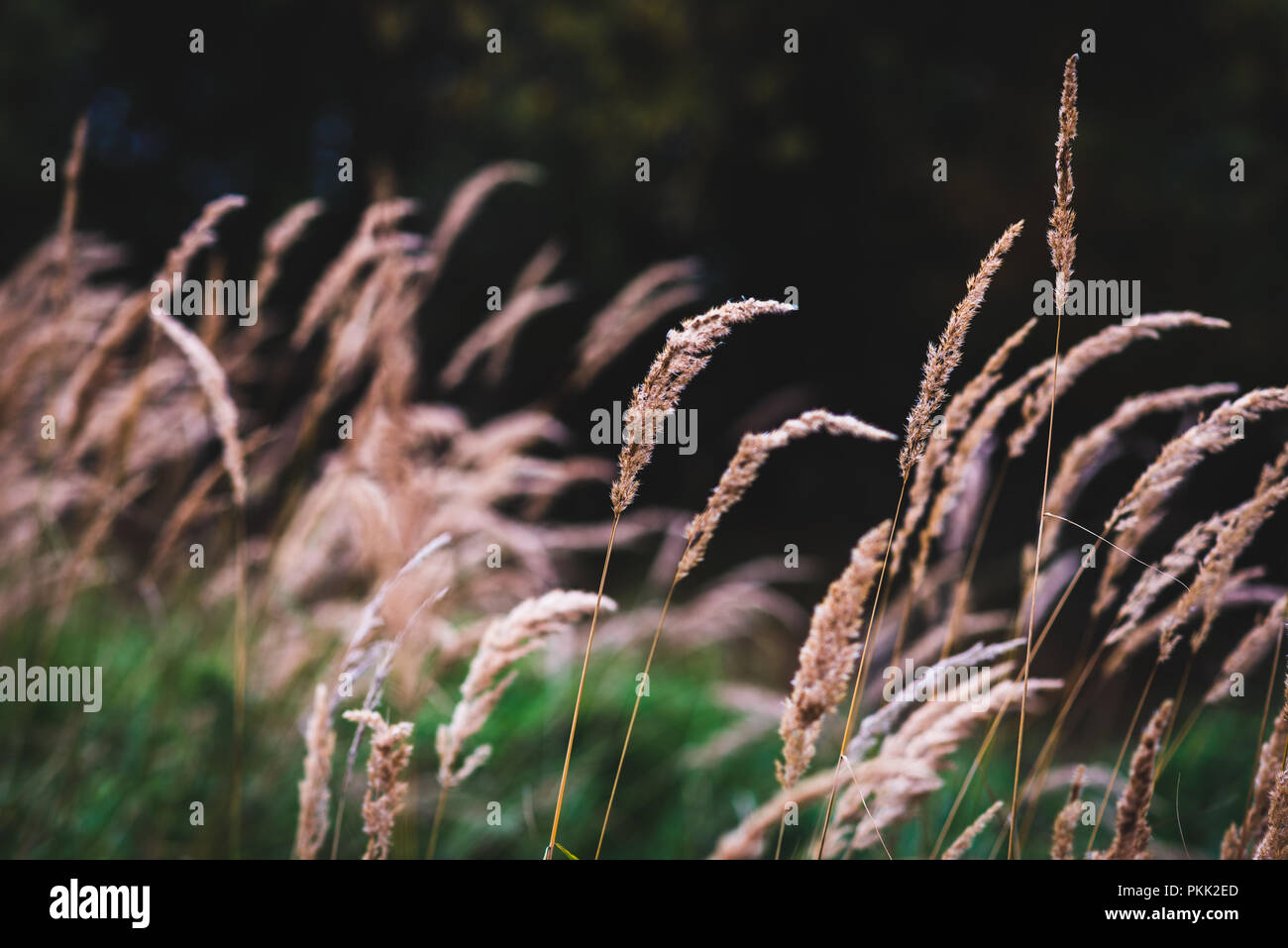 Wild grass around a Natural Woodland environment Stock Photo - Alamy