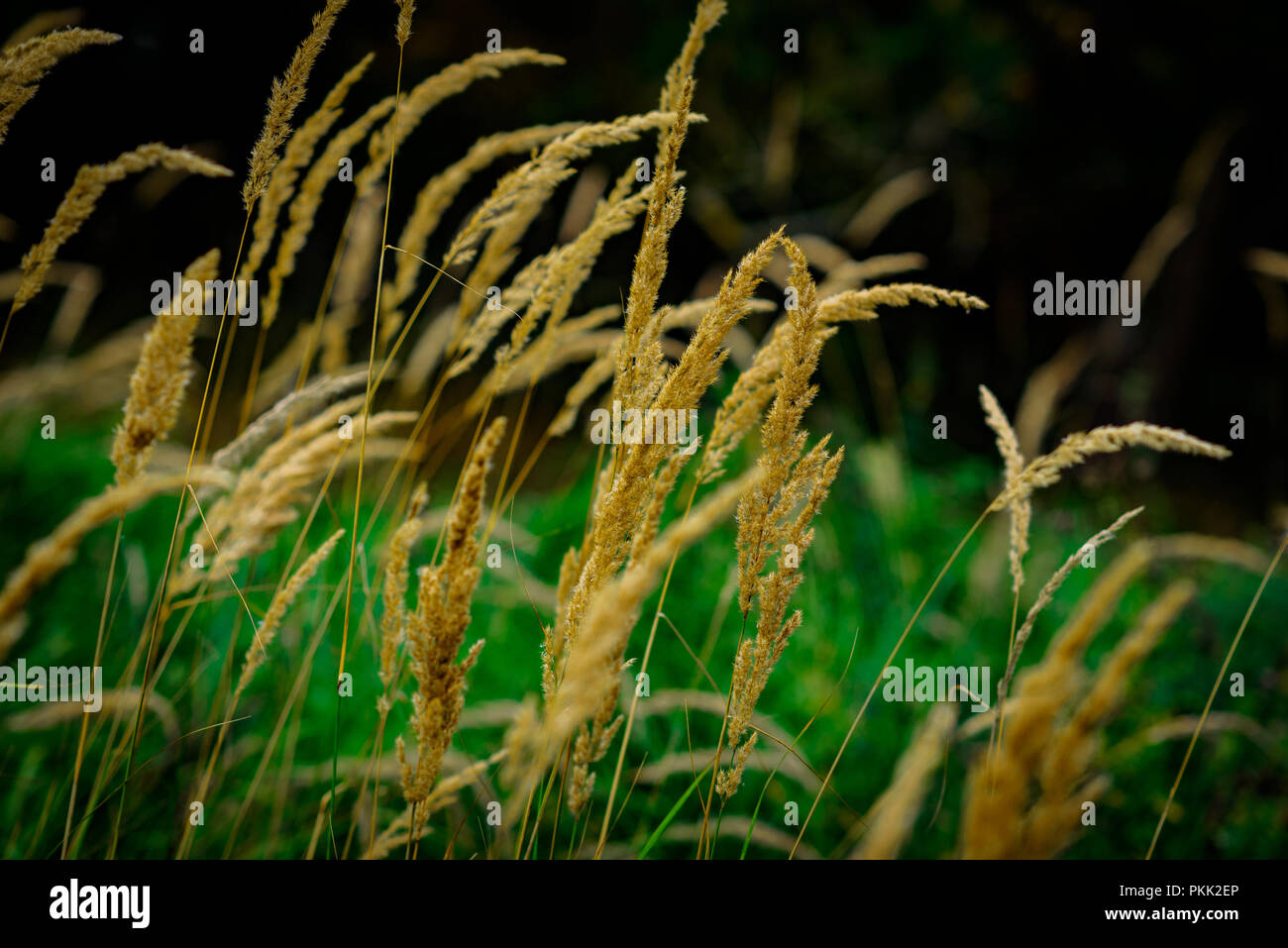 Wild grass around a Natural Woodland environment Stock Photo - Alamy