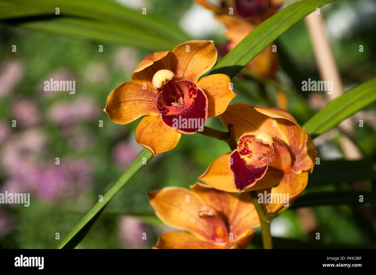 Orange cymbidium hi-res stock photography and images - Alamy