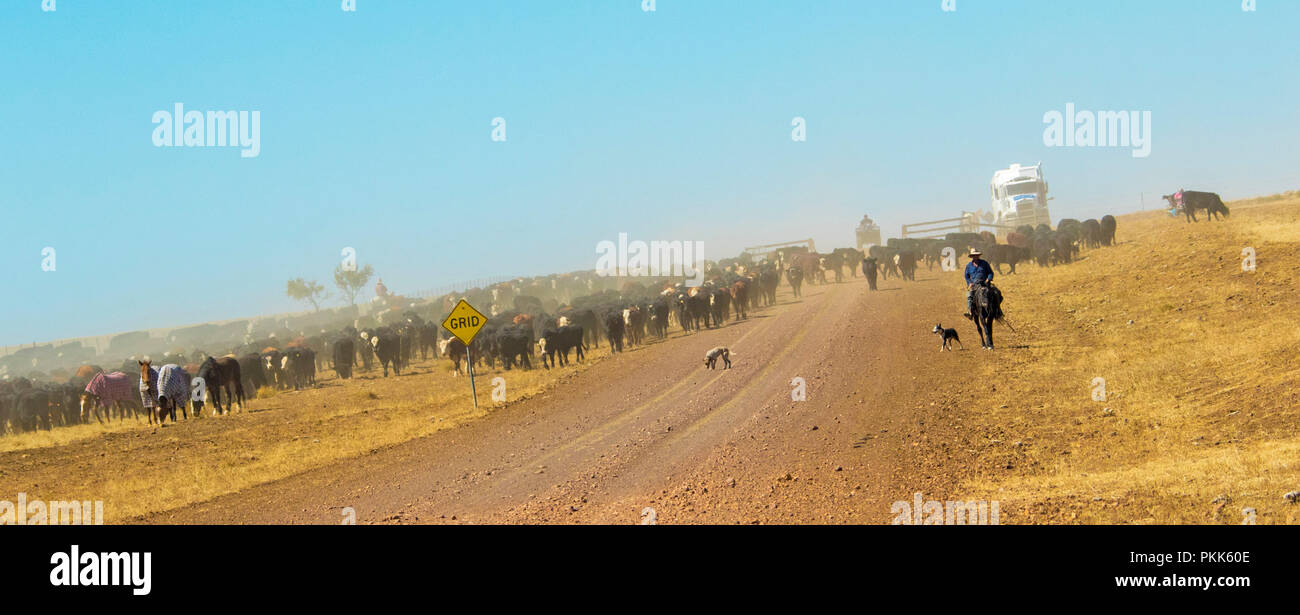 Stockmen on horses, shrouded in dust, droving cattle along stock routes ...