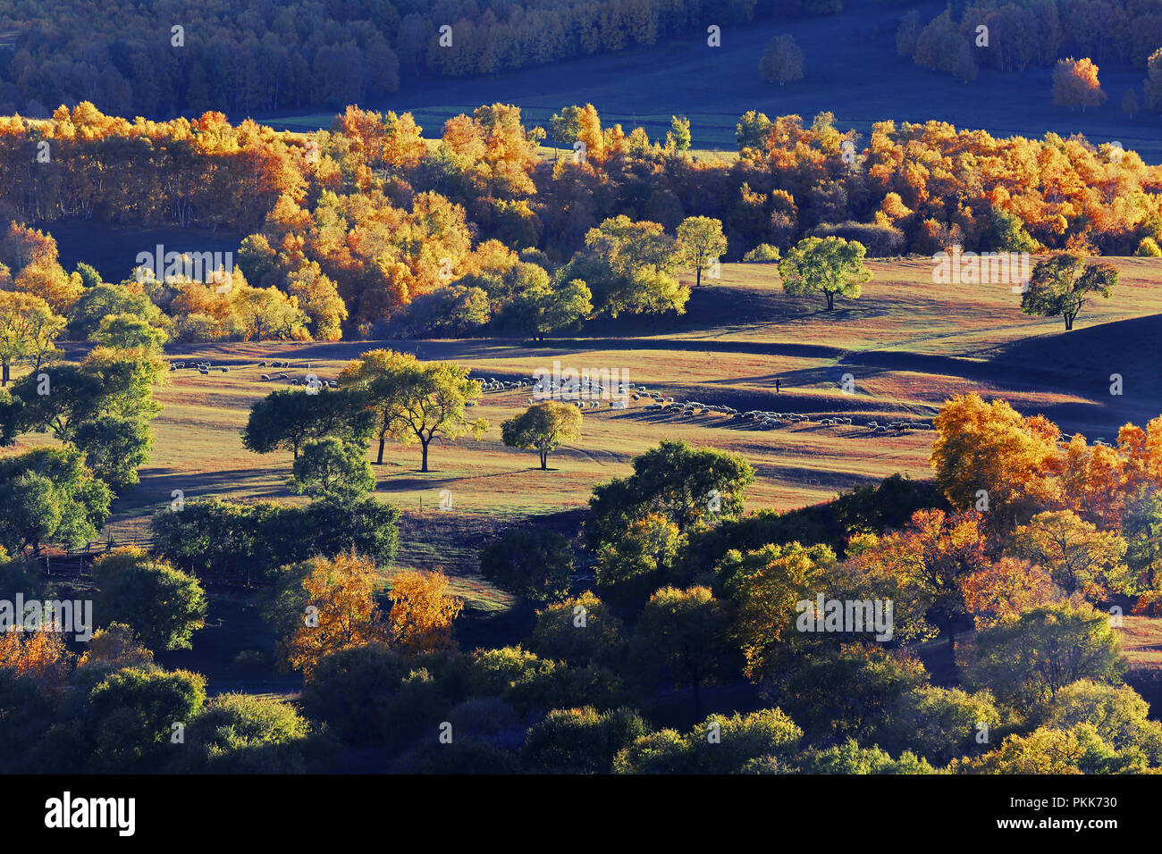 Hebei bashang grassland scenery Stock Photo - Alamy