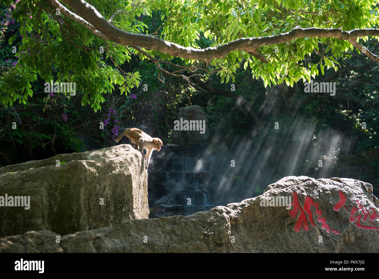 Hainan animal hi-res stock photography and images - Alamy