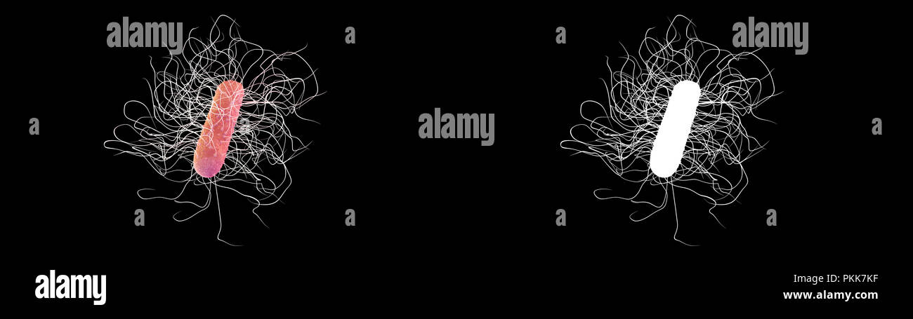 Clostridium difficile bacteria illustration hi-res stock photography ...