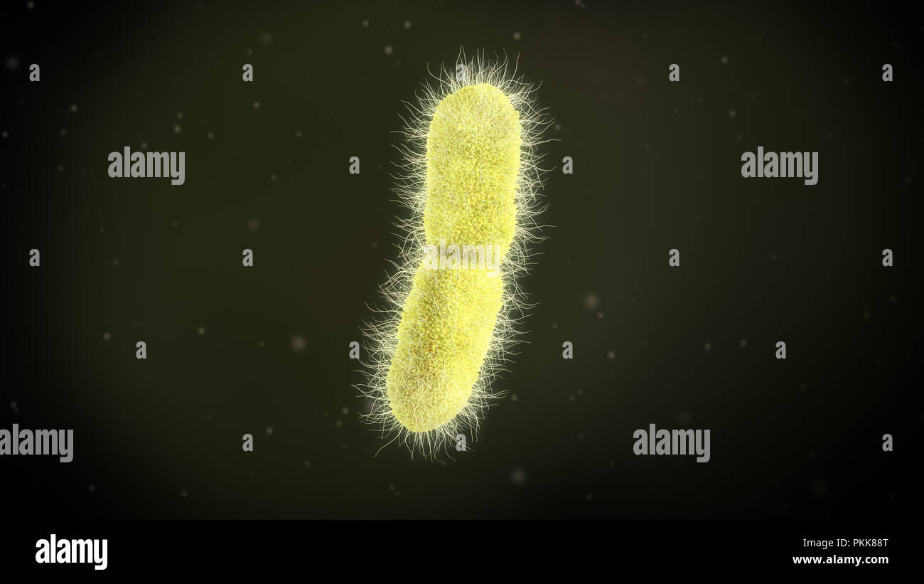 Klebsiella pneumoniae hi-res stock photography and images - Alamy