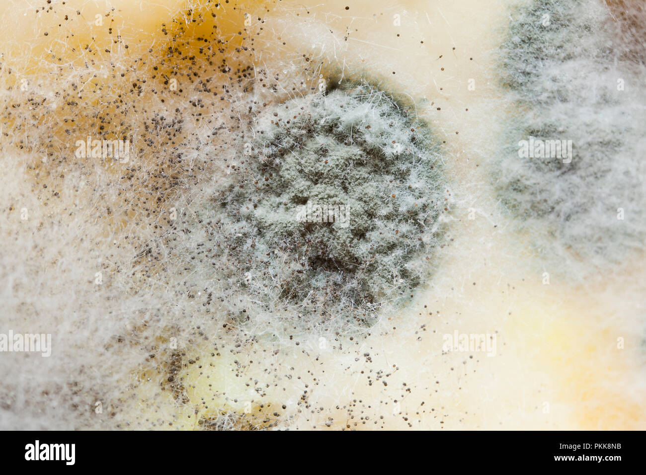 Spoiled food hi-res stock photography and images - Alamy