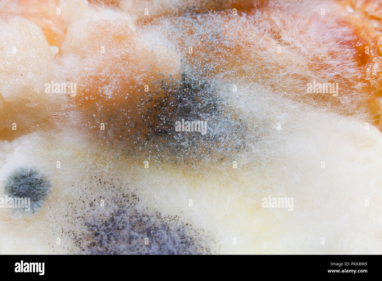 Mold growing on food (moldy food, mouldy food, food mold Stock Photo ...