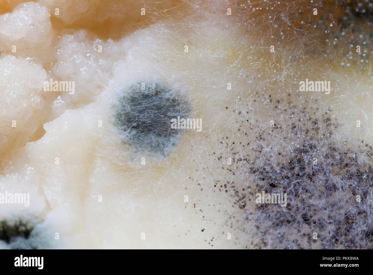 Mold growing on food (moldy food, mouldy food, food mold Stock Photo ...